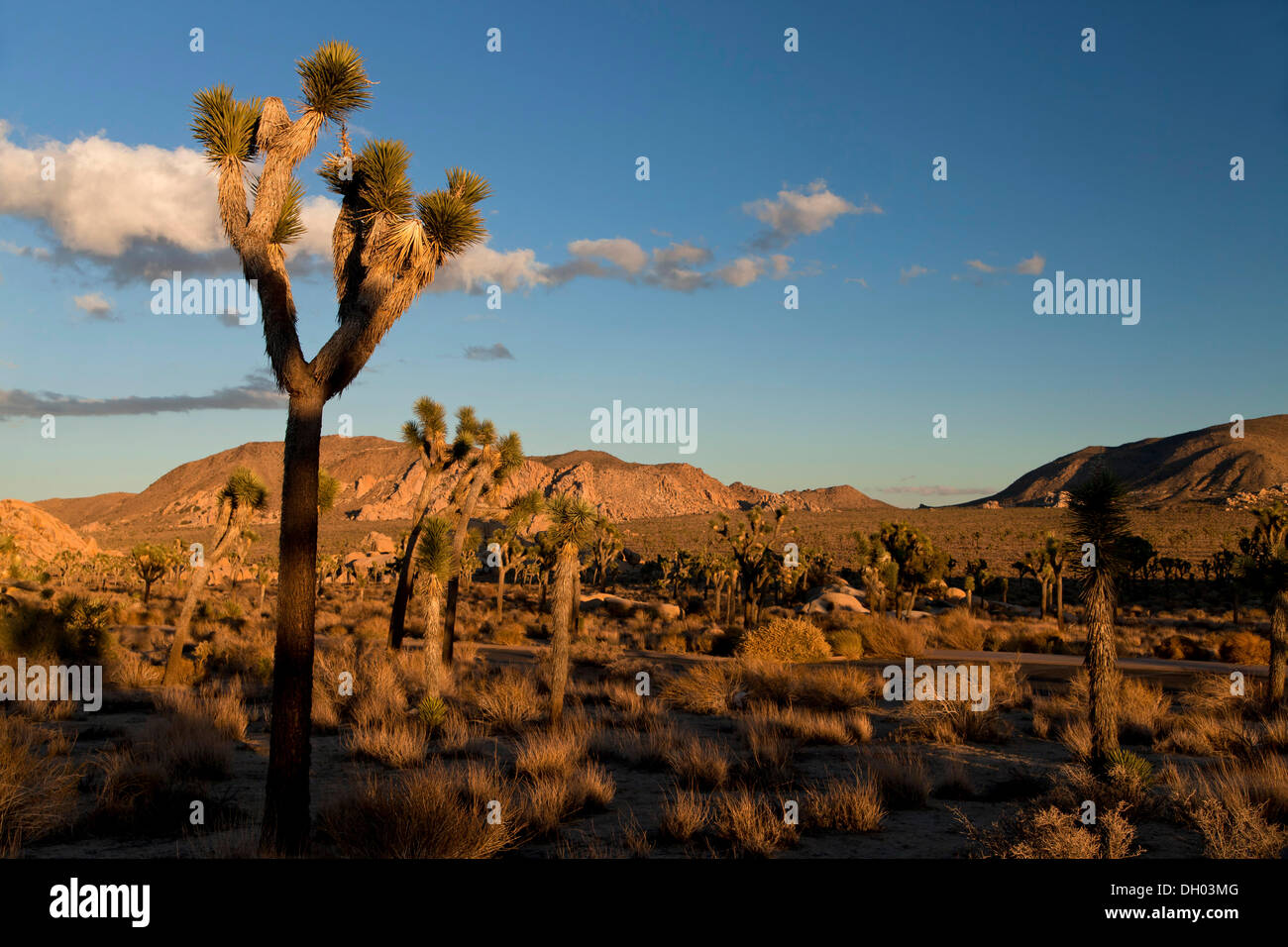 Hidden Valley with Joshua trees (Yucca brevifolia) and rocks, Hidden ...