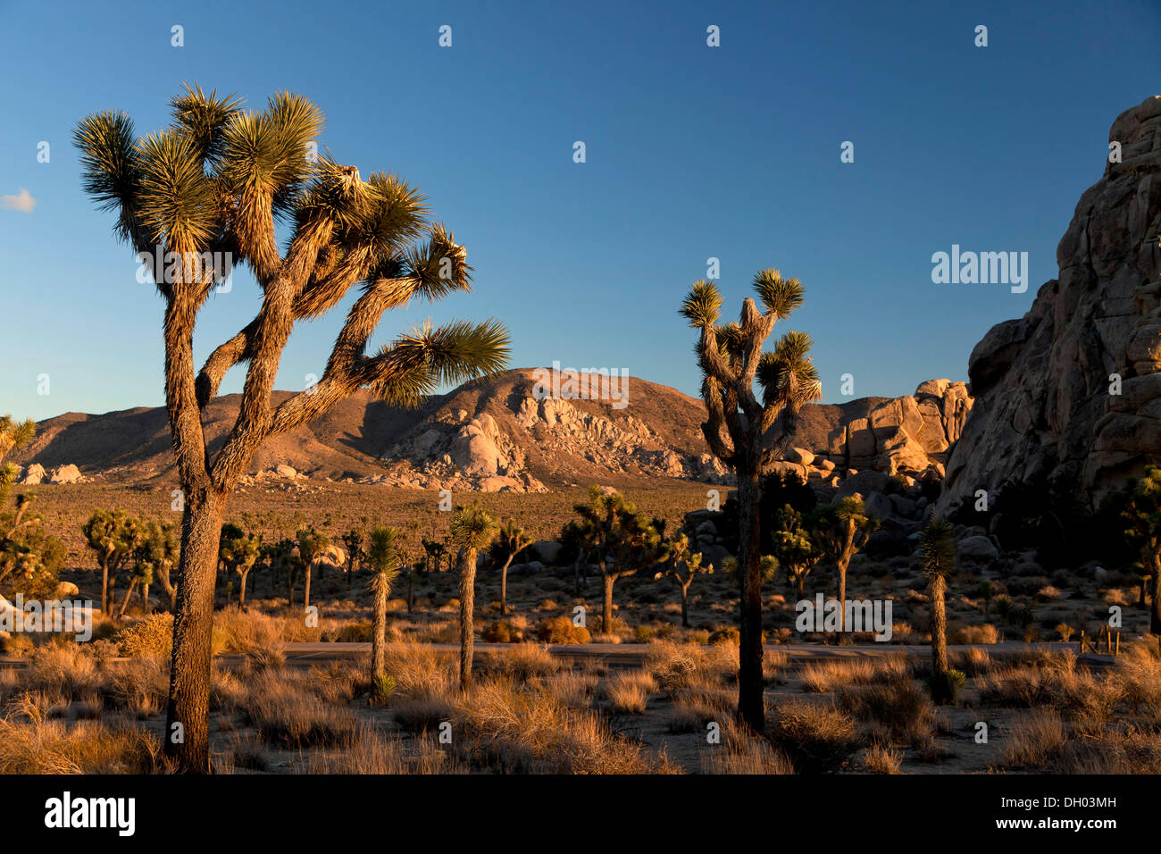 Hidden Valley with Joshua trees (Yucca brevifolia) and rocks, Hidden ...