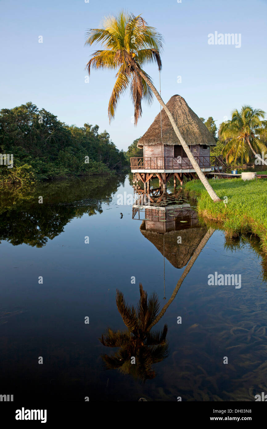 Guama tree hi-res stock photography and images - Alamy