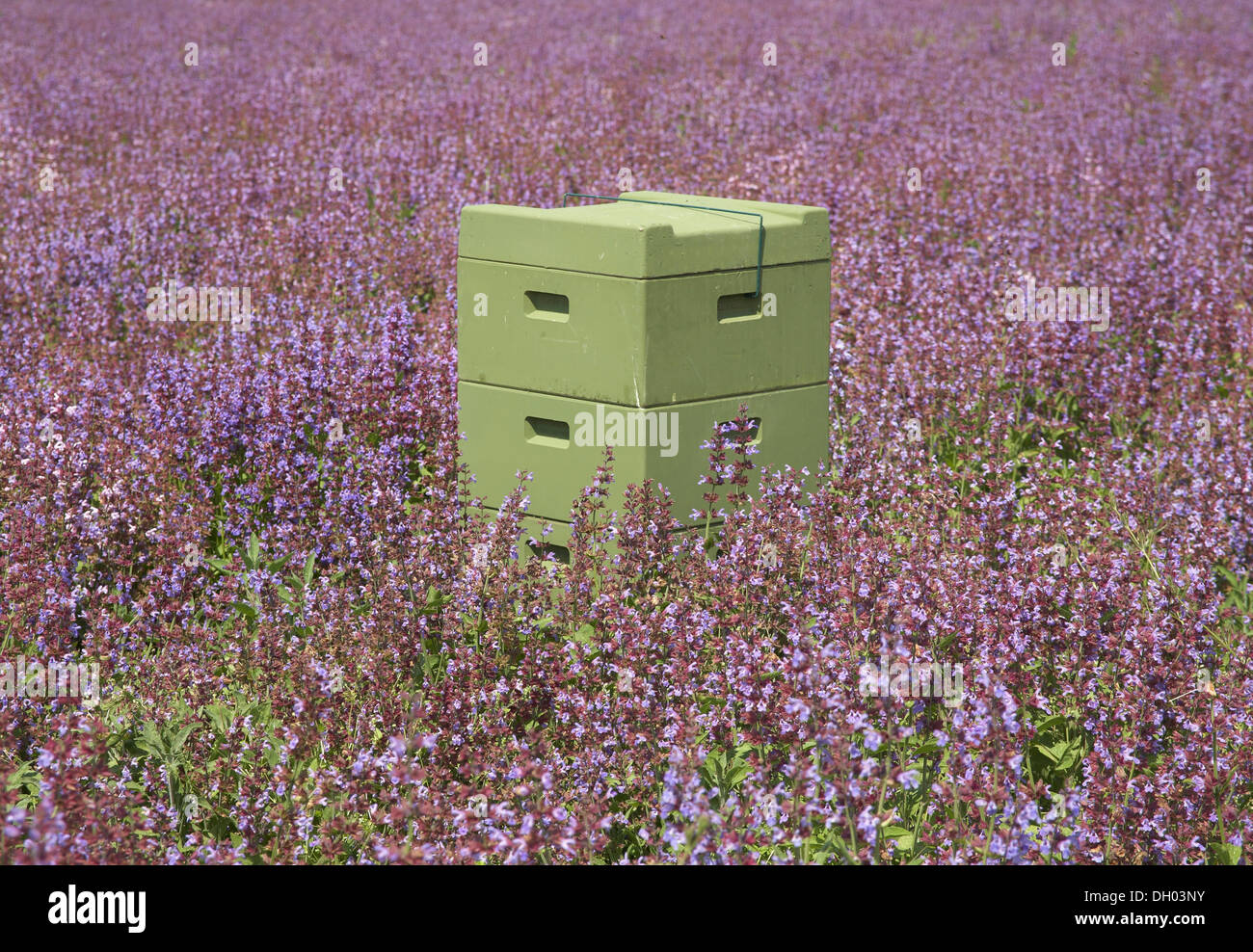 Beehive in flowering sage field (Salvia officinalis), sage honey, honey ...