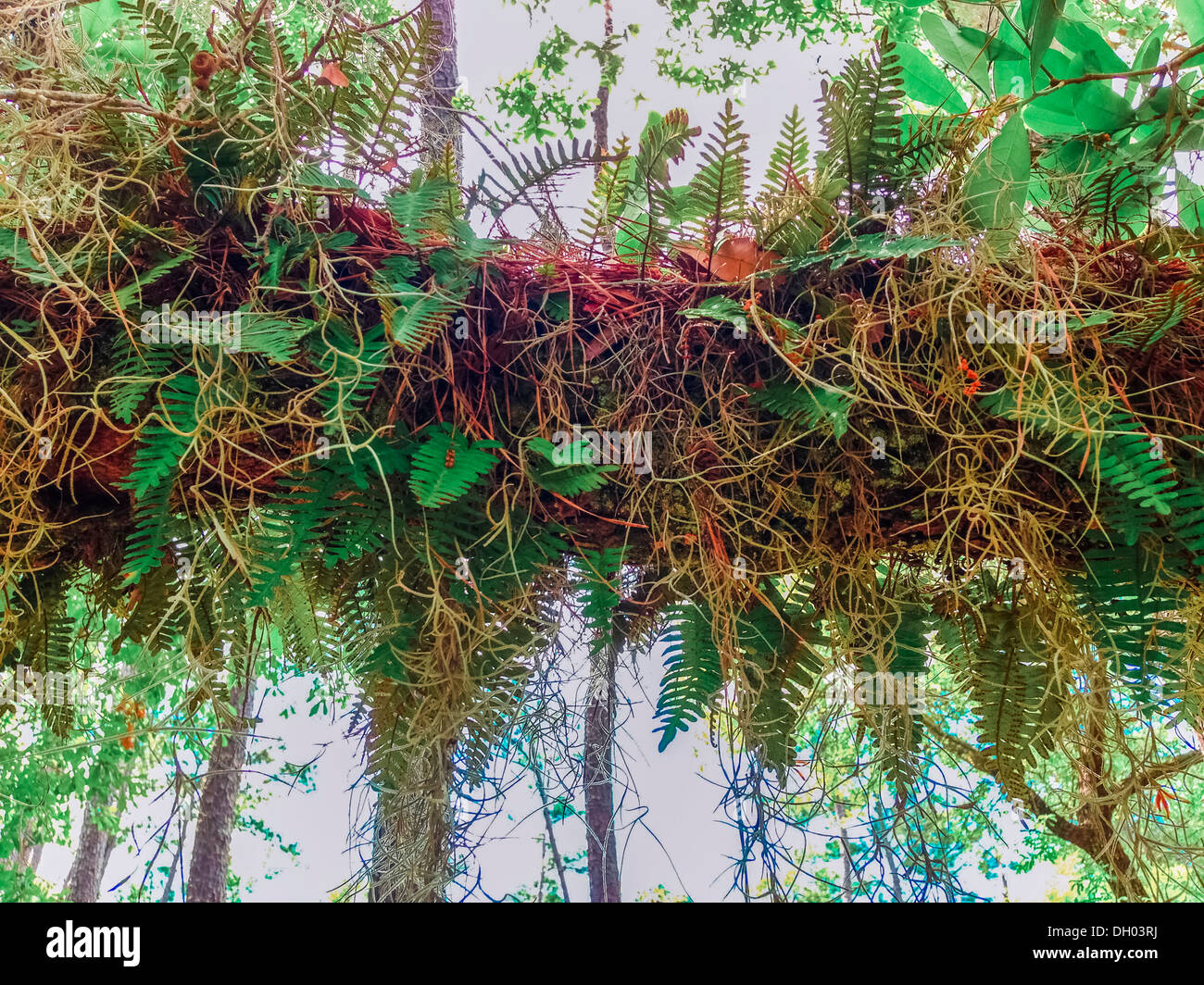 Spanish moss growing on branch hi-res stock photography and images - Alamy