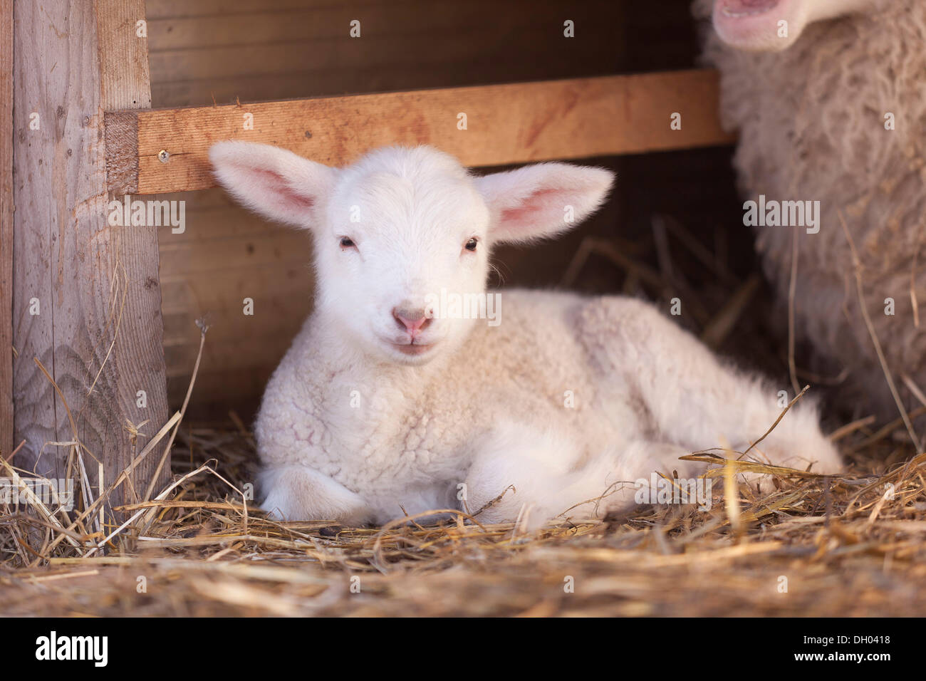 Fuzzy sheep hi-res stock photography and images - Alamy