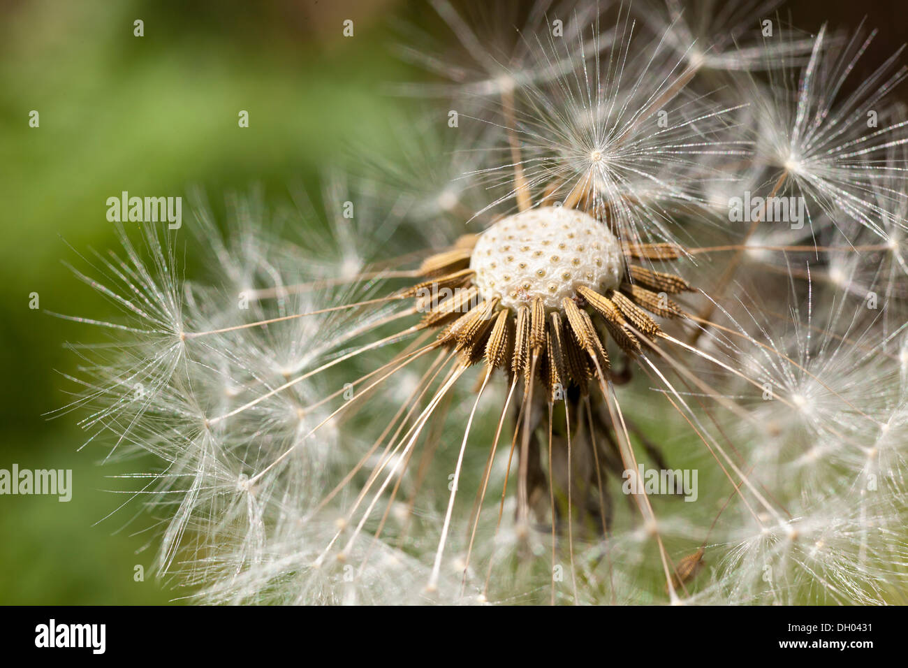 Dandelion clock, detail, flower head of a Dandelion (Taraxacum Stock ...