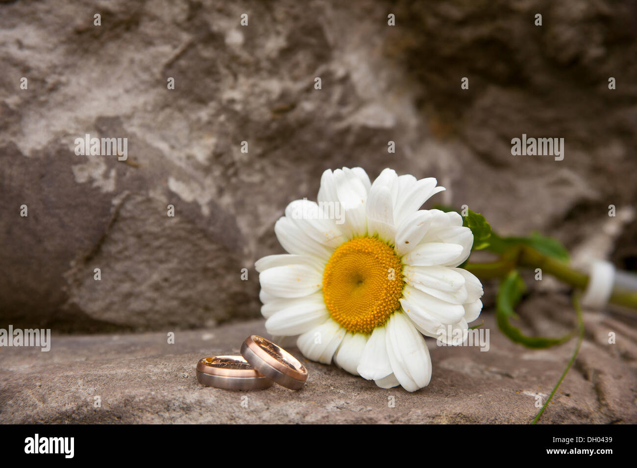 Daisy rings hi-res stock photography and images - Alamy