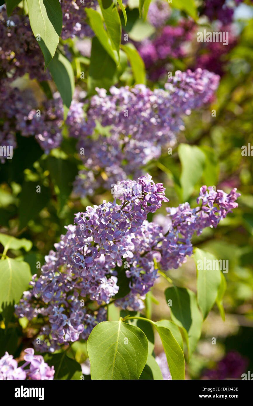 Purple syringa hi-res stock photography and images - Alamy