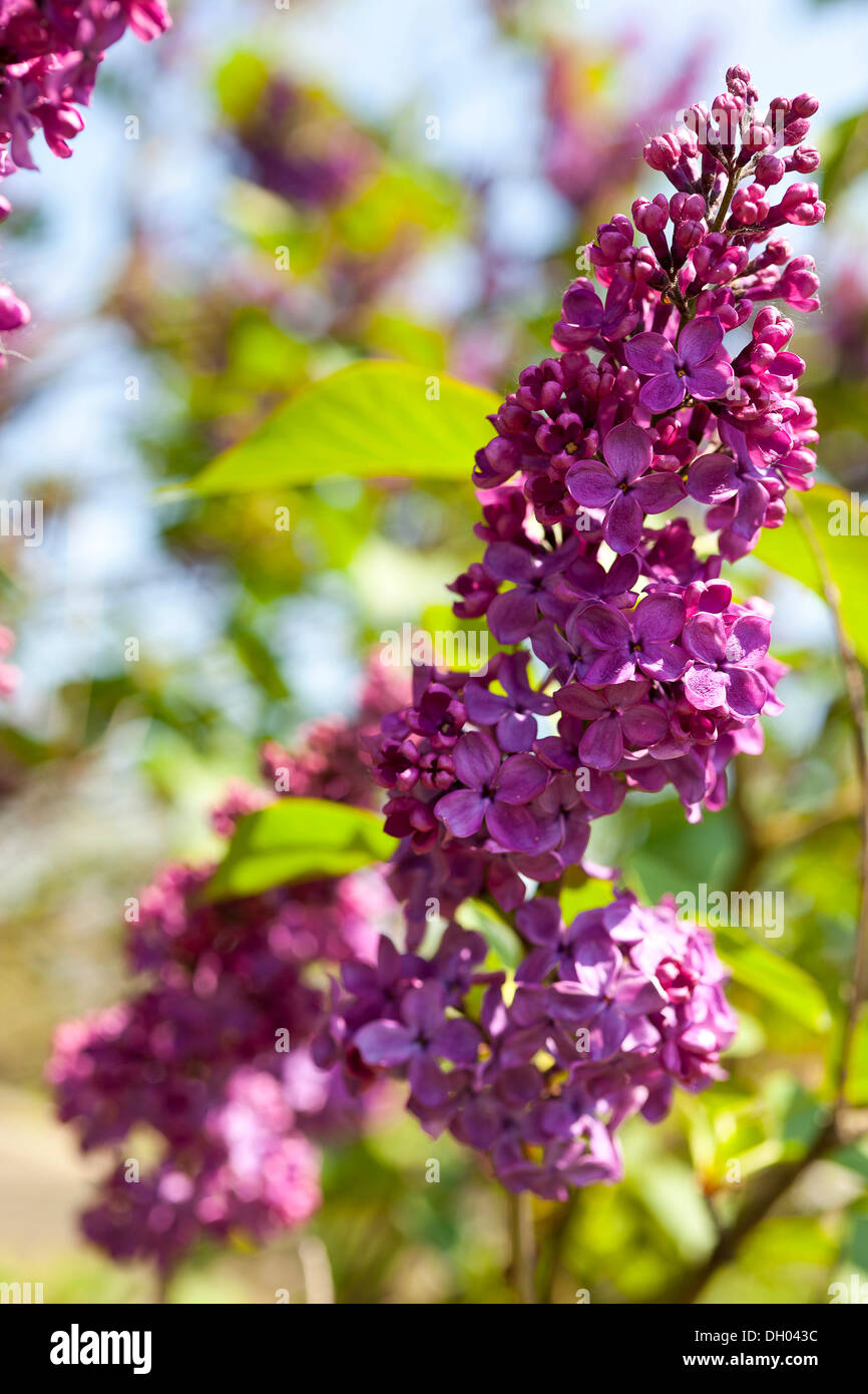 Syringa plant hi-res stock photography and images - Alamy
