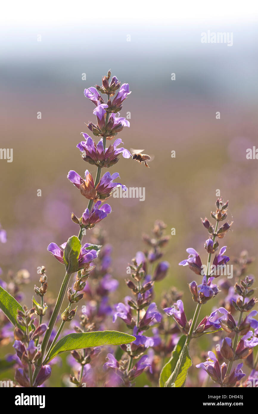 Salvia with bee hi-res stock photography and images - Alamy