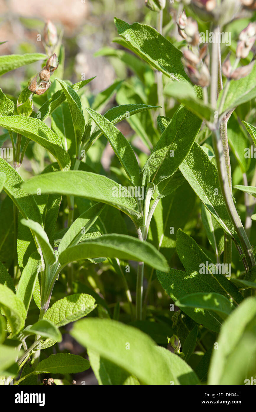 Buds and leaves of Sage (Salvia officinalis), medicinal plant of the ...
