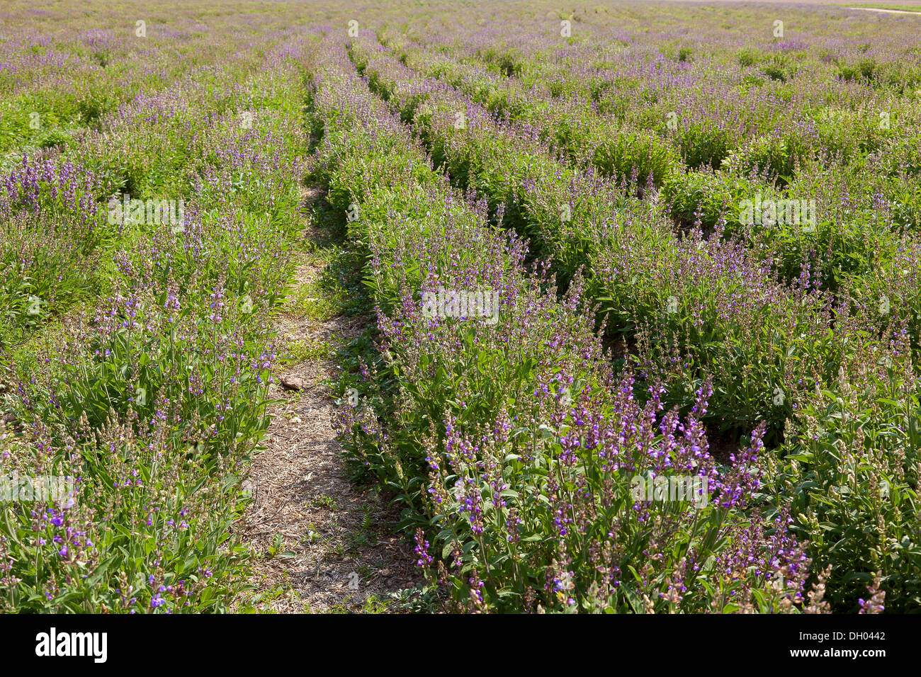 Field cultivation of Sage (Salvia officinalis), medicinal plant of the ...