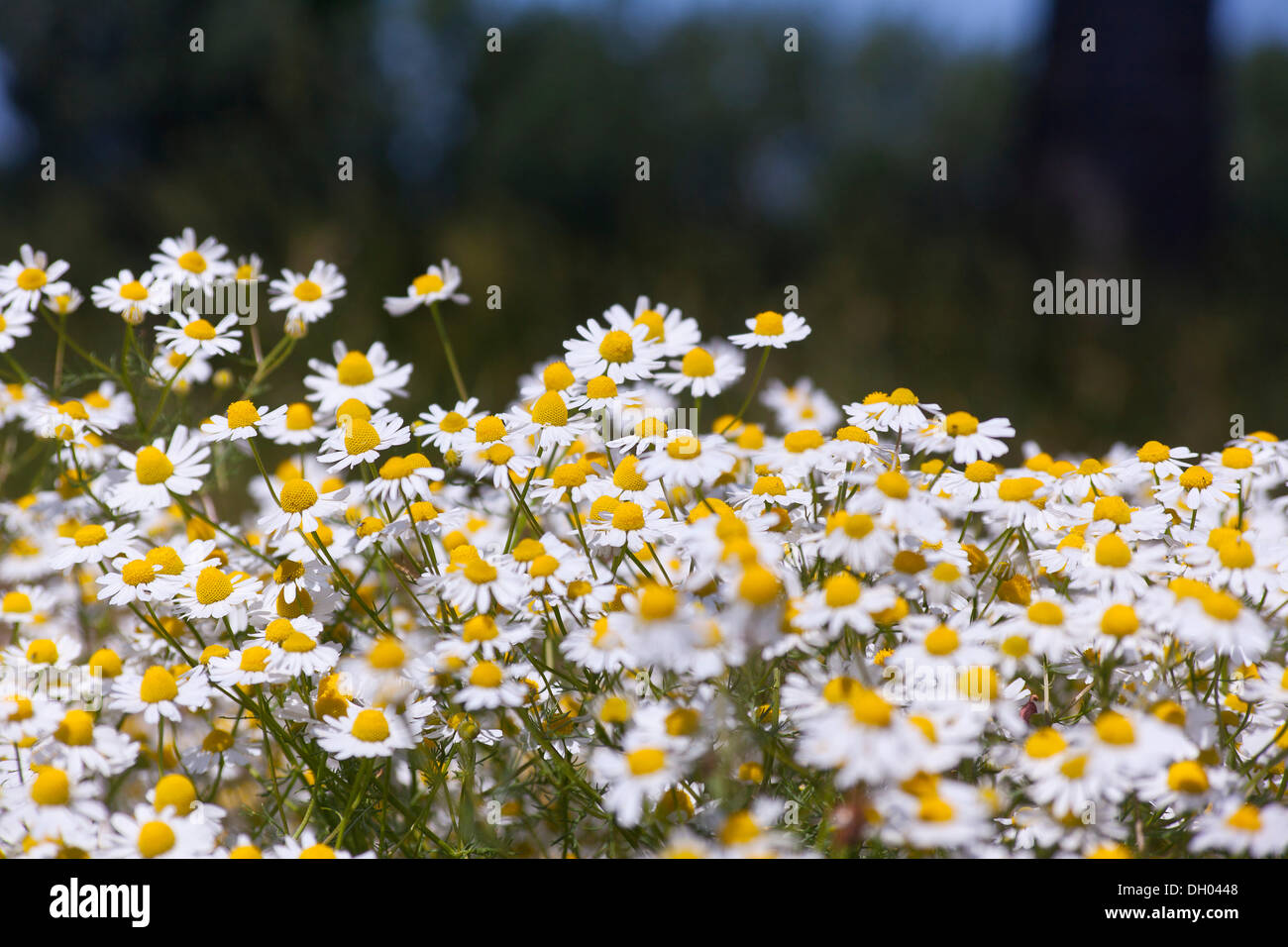 Chamomile (Matricaria chamomilla), in full bloom Stock Photo - Alamy