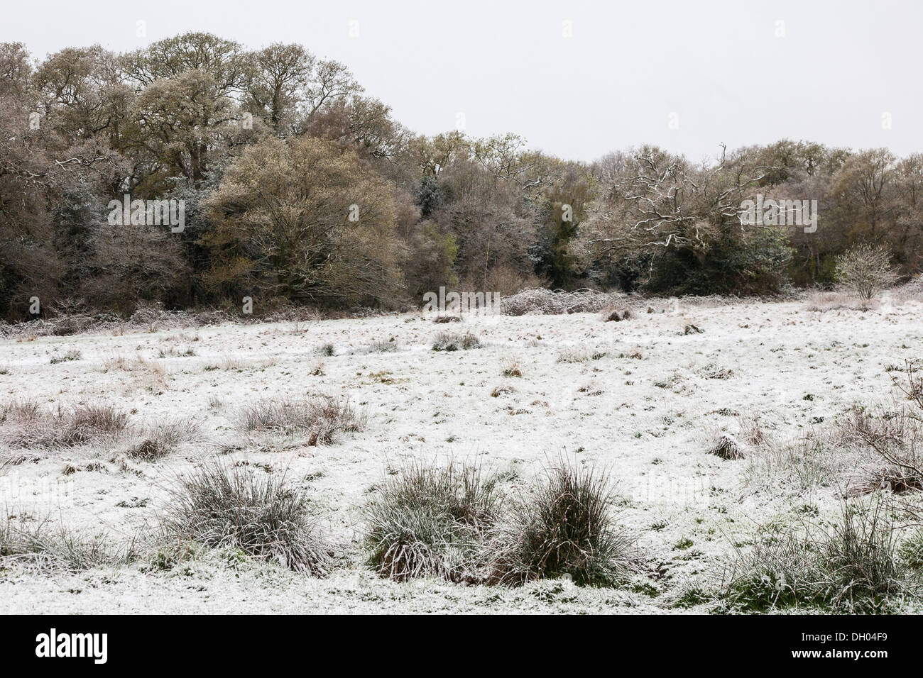 Snow on Southampton Common Stock Photo - Alamy