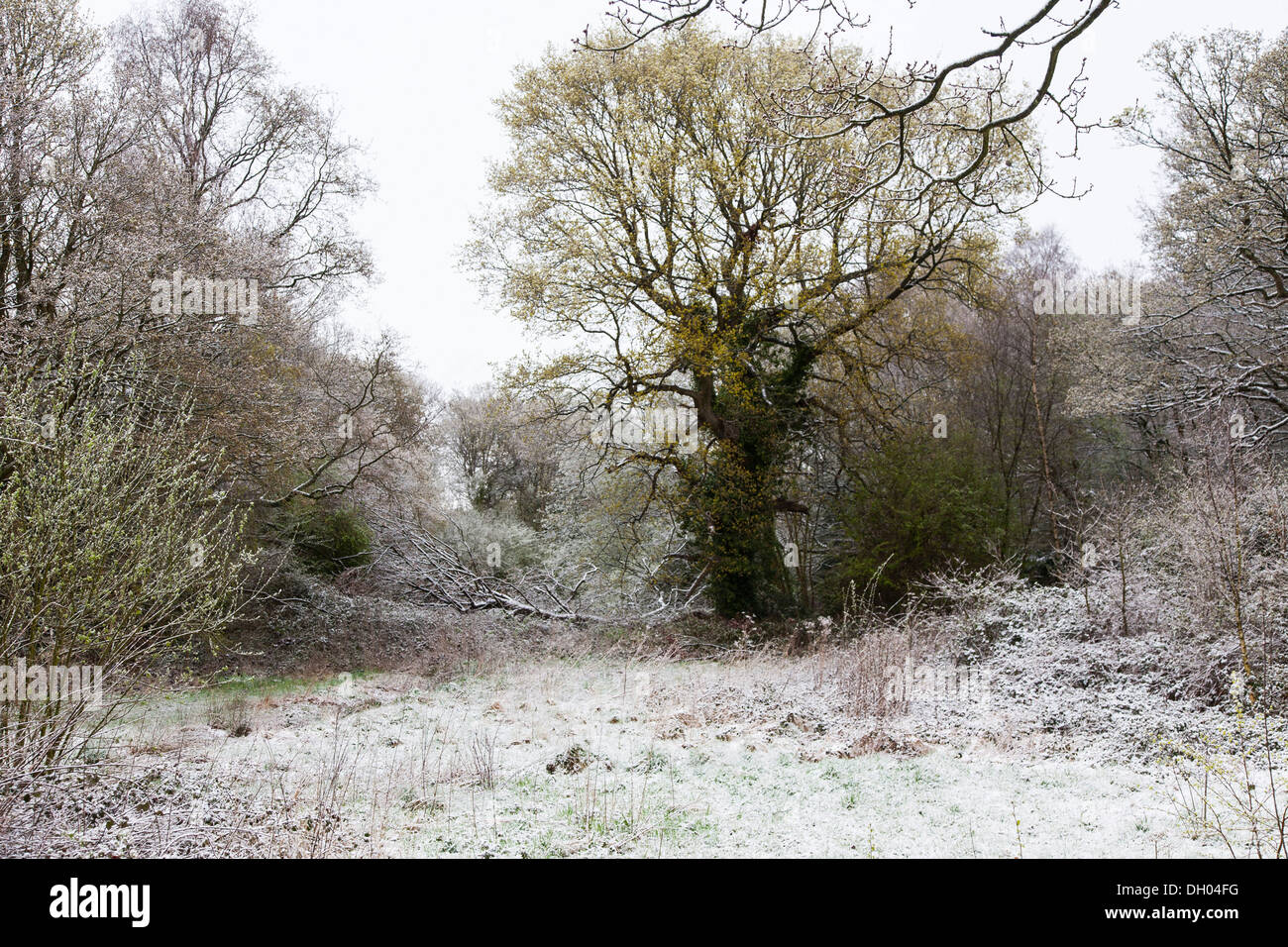 Snow on Southampton Common Stock Photo - Alamy