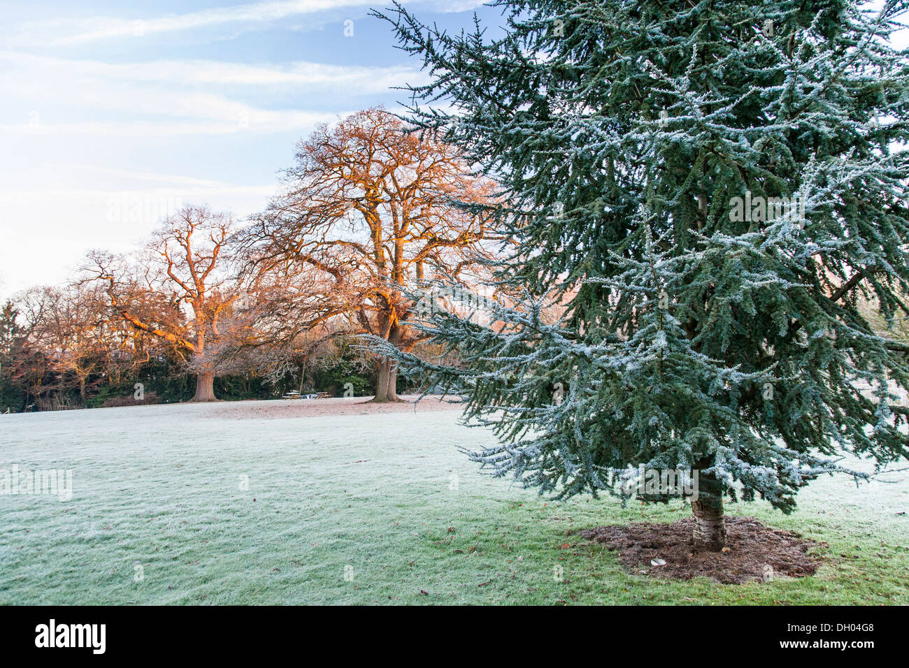 Frost on the trees Stock Photo - Alamy