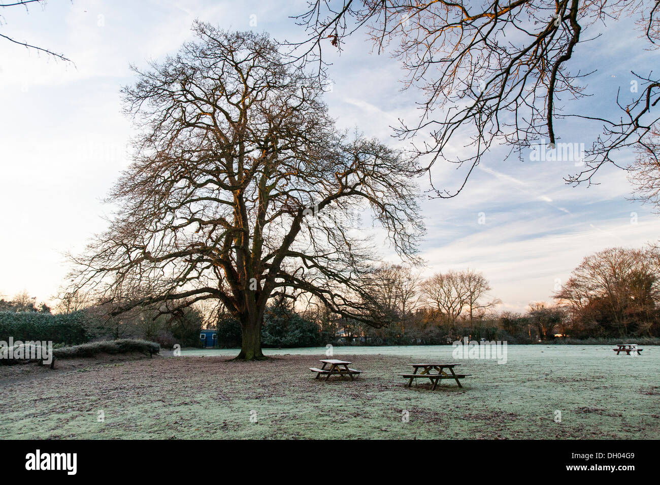 Trees on a frosty winter morning Stock Photo - Alamy