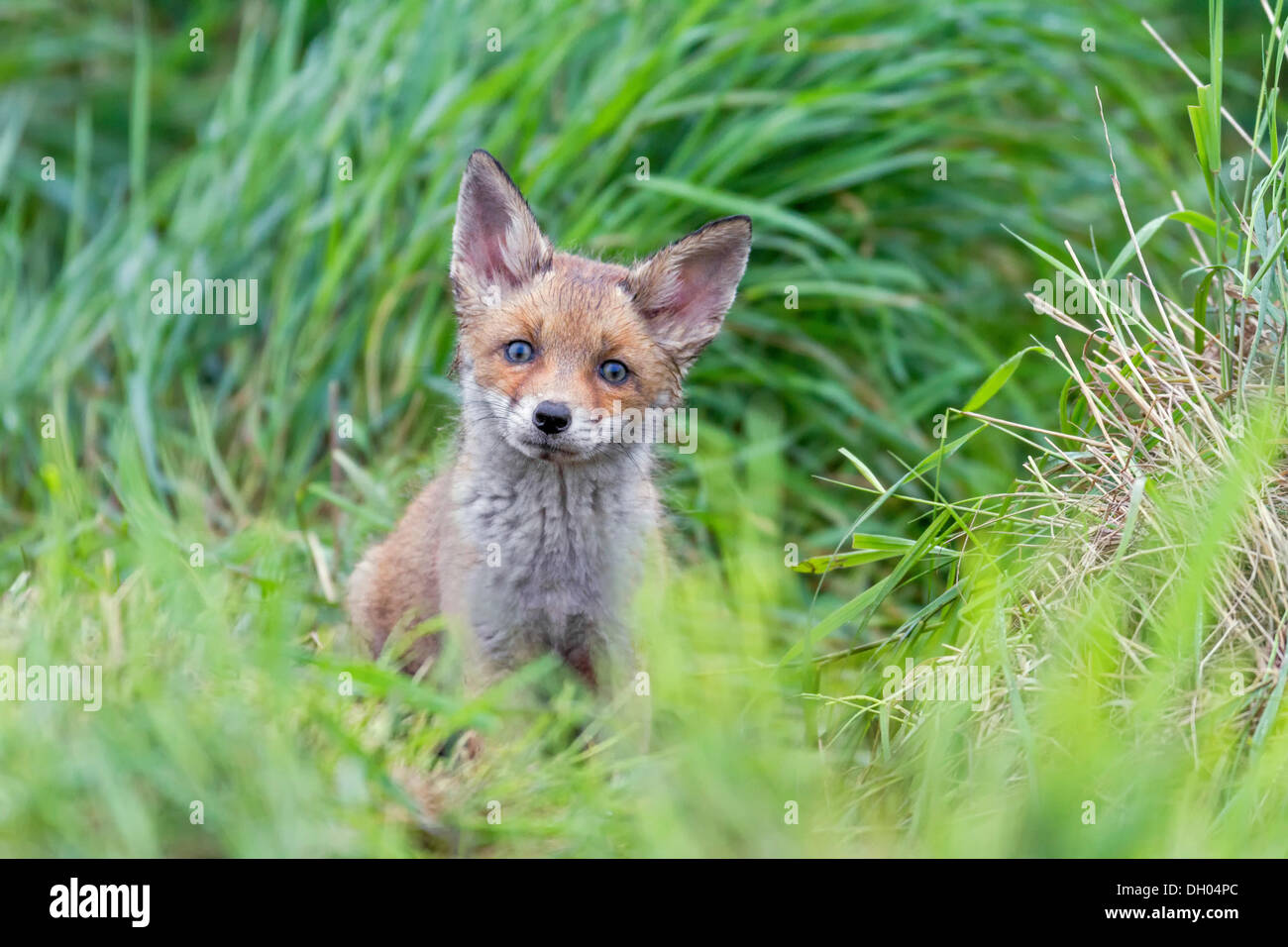 England fox cub hi-res stock photography and images - Alamy