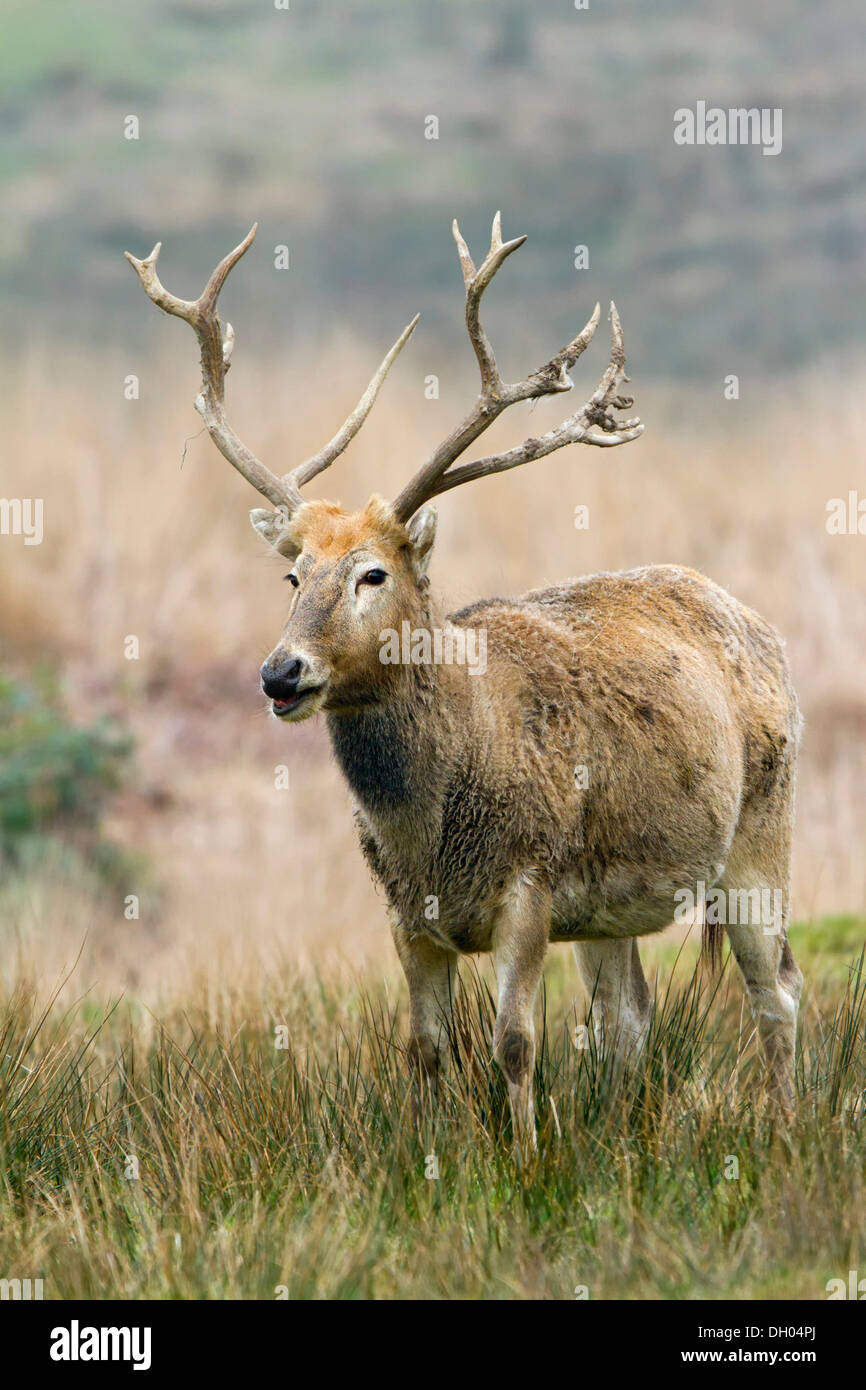 Davidianus hi-res stock photography and images - Alamy