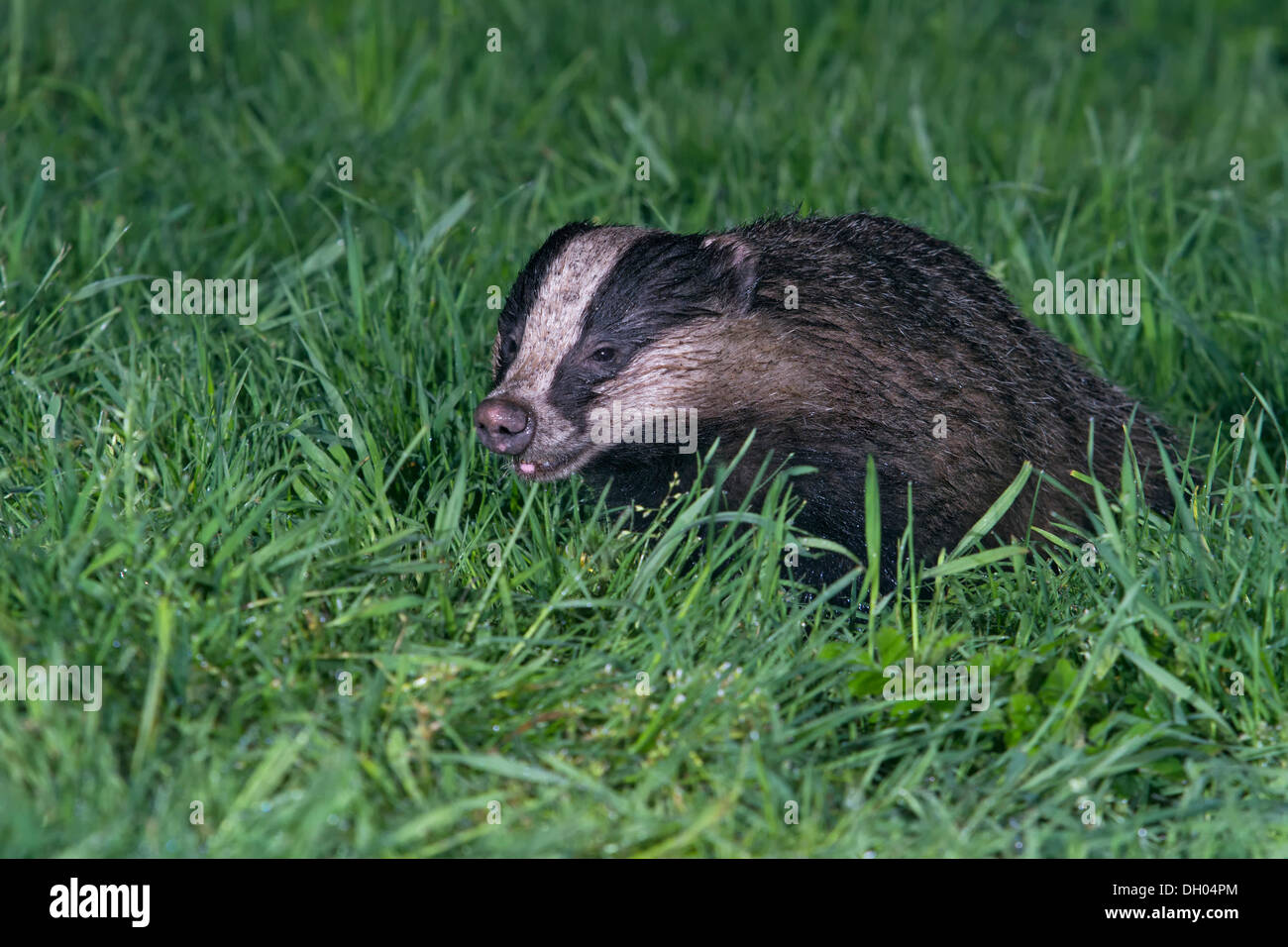 European Badger (Meles meles), in wet grass, South East England, United ...