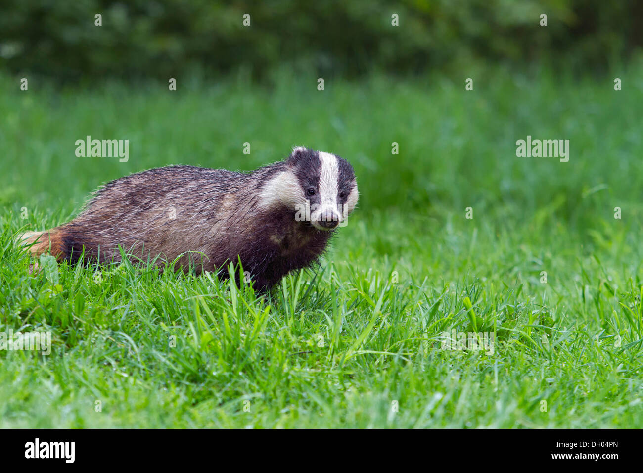 European Badger (Meles meles), in wet grass, South East England, United ...