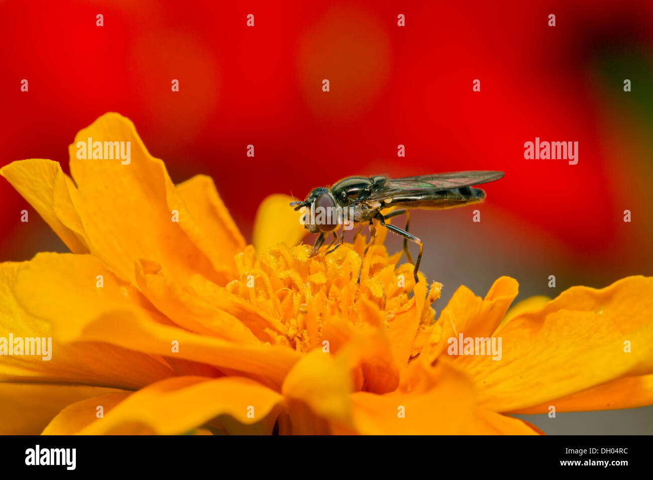 Marigold tagetes sp hi-res stock photography and images - Alamy