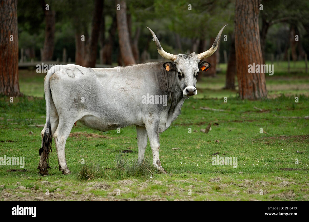 Cow of maremma hi-res stock photography and images - Alamy