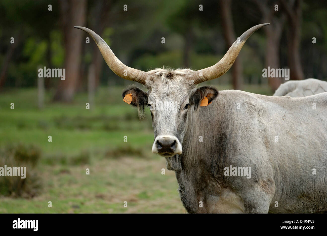Race cow hi-res stock photography and images - Alamy