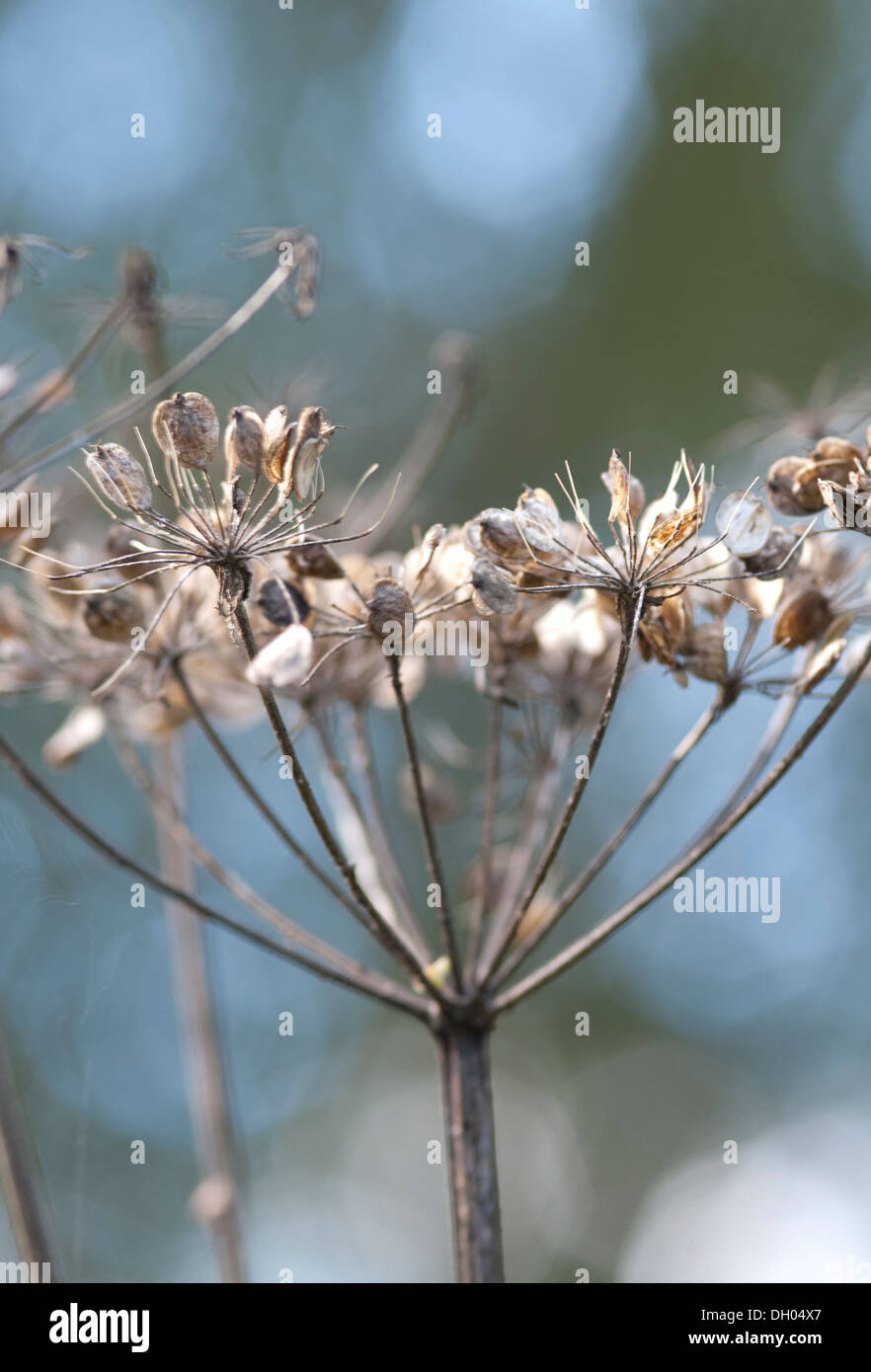 Close up image of Hogweed seedhead Stock Photo - Alamy