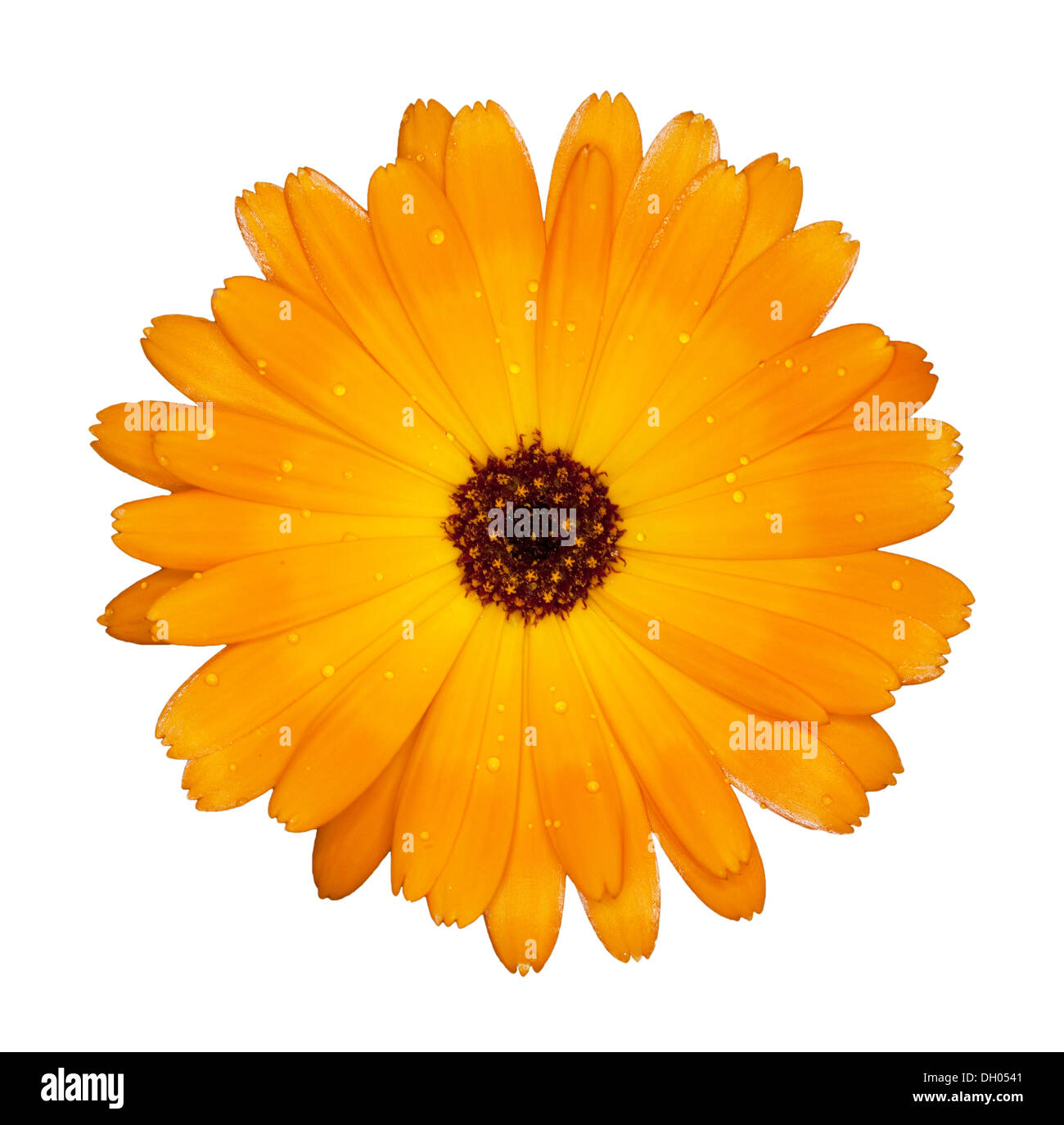 Beautiful marigold calendula officinalis Cut Out Stock Images ...