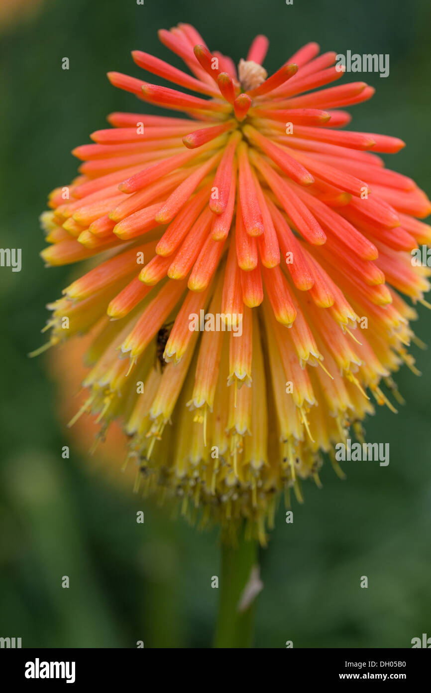 Kniphofia flowers in Autumn 2013 Stock Photo - Alamy