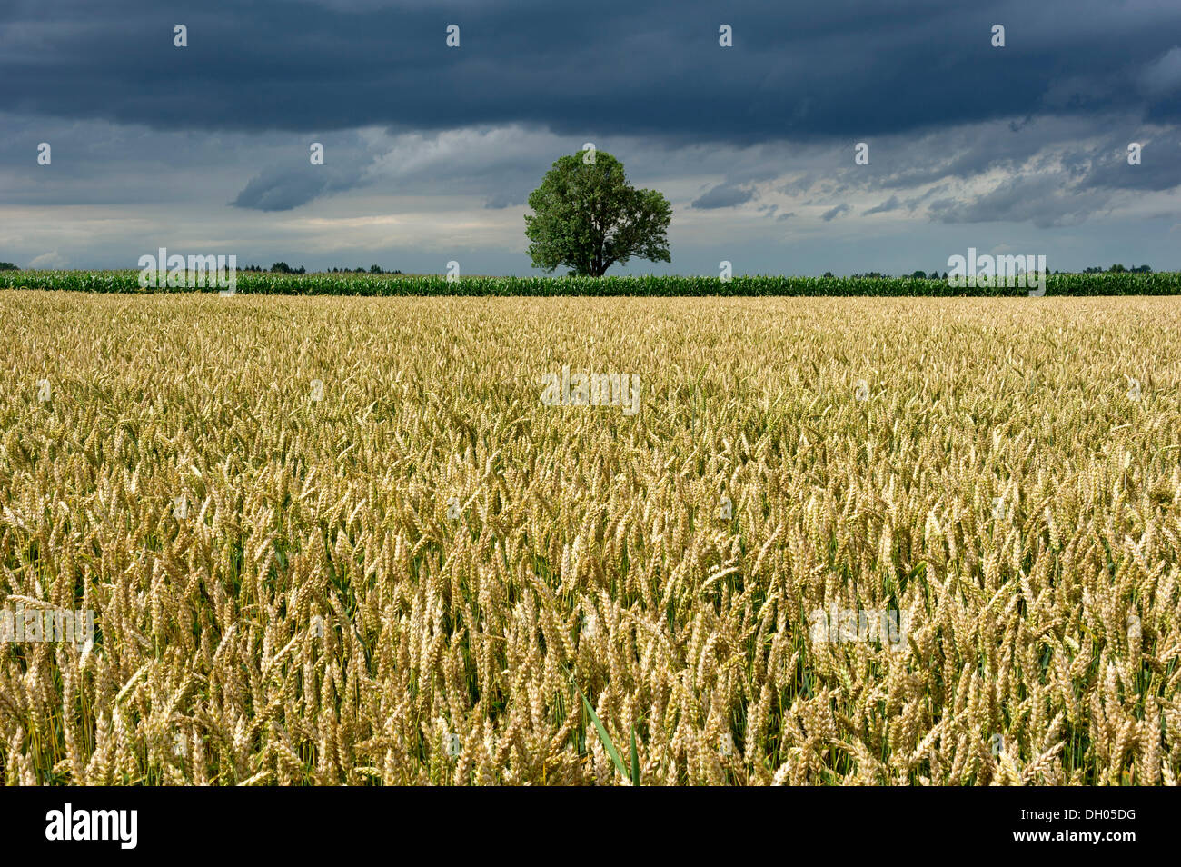 Common Ash (Fraxinus excelsior) behind a wheat field (Triticum L ...