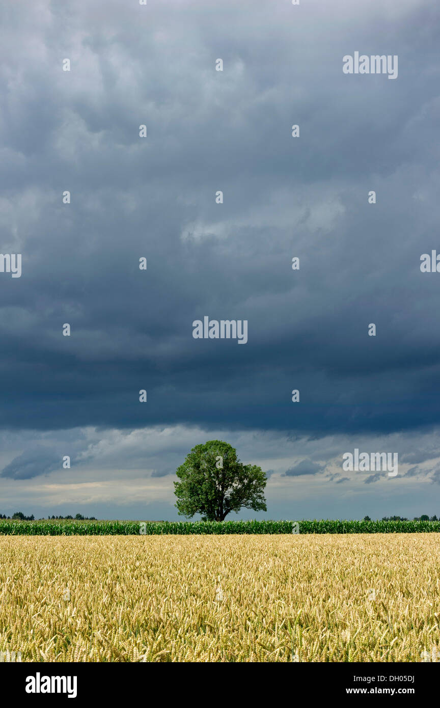 Common Ash (Fraxinus excelsior) behind a wheat field (Triticum L.) with ...