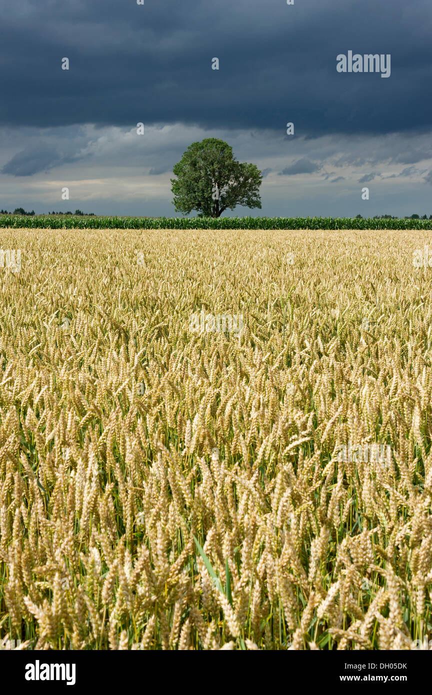 Common Ash (Fraxinus excelsior) behind a wheat field (Triticum L.) with ...