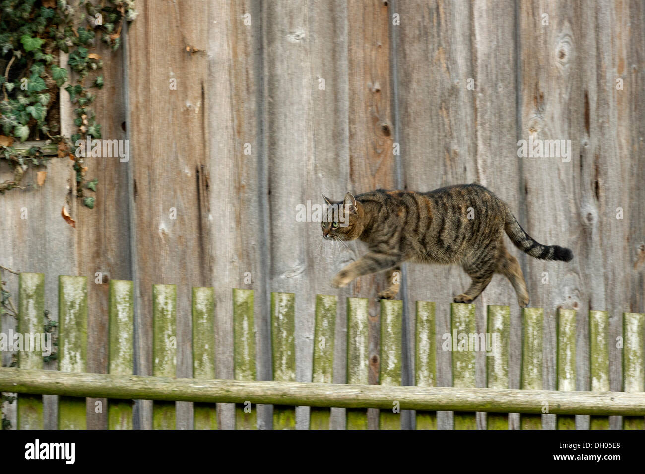 Domestic cat (Felis silvestris catus), brown-black tabby cat balancing ...