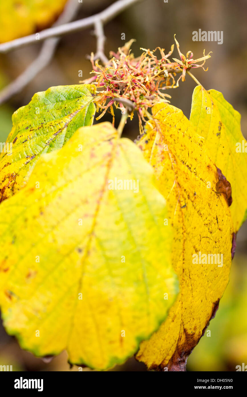 Witch hazel autumn foliage hamamelis hi-res stock photography and ...