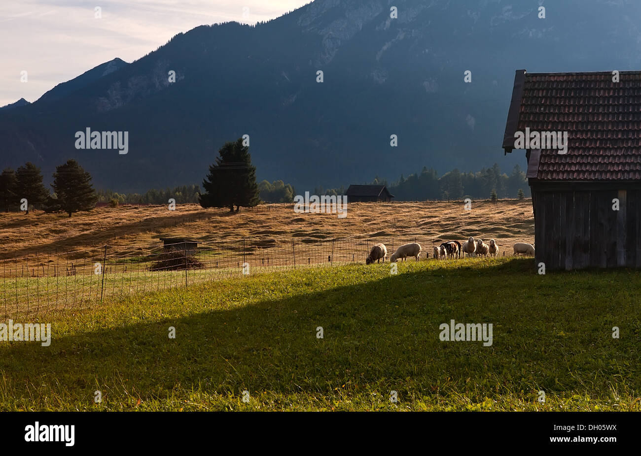 sheep grazing on alpine pasture, Bavarian, Alps, Germany Stock Photo ...