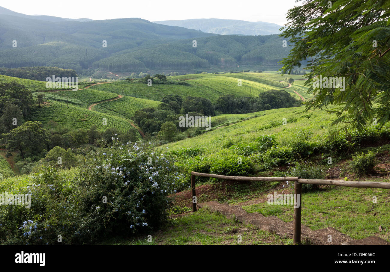 South Africa countryside landscape - Lowveld grasslands countryside ...