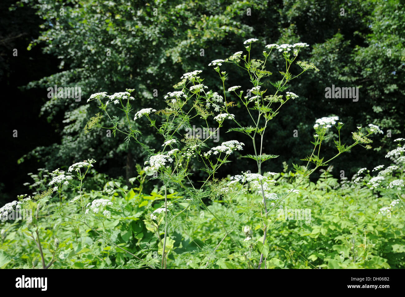 Gift hemlock hi-res stock photography and images - Alamy