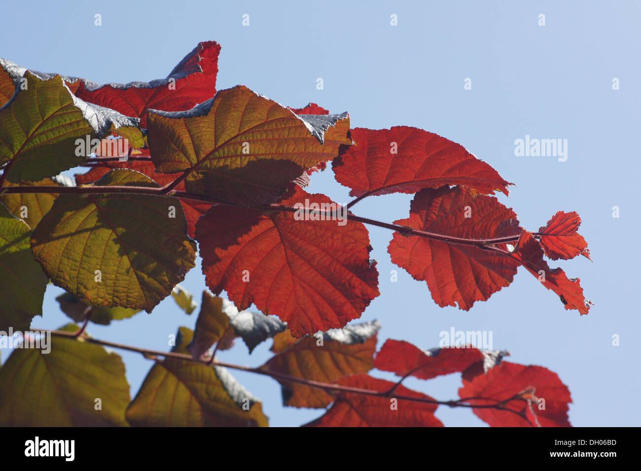 Redleaved plant hi-res stock photography and images - Alamy