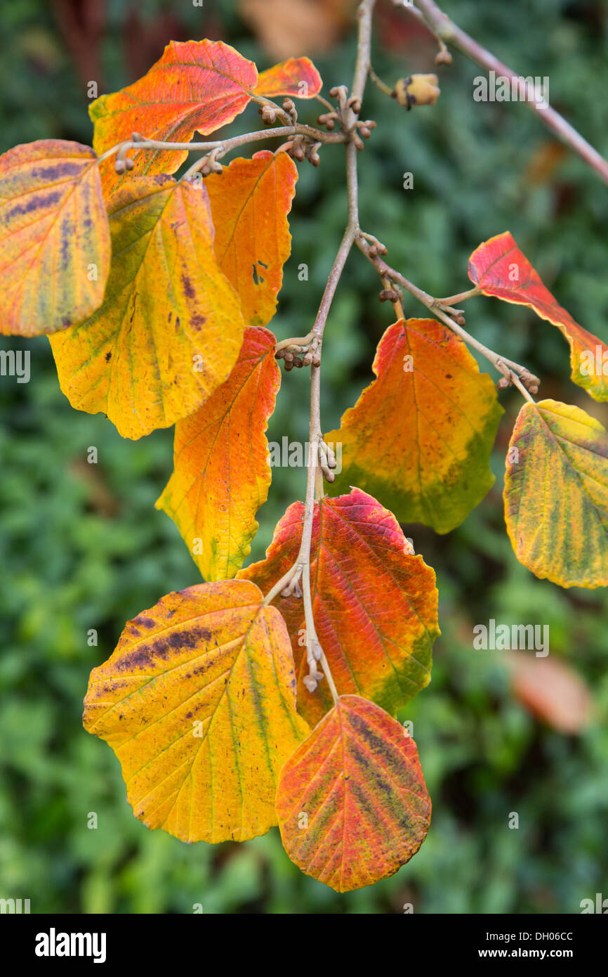 Witch hazel autumn foliage hamamelis hi-res stock photography and ...
