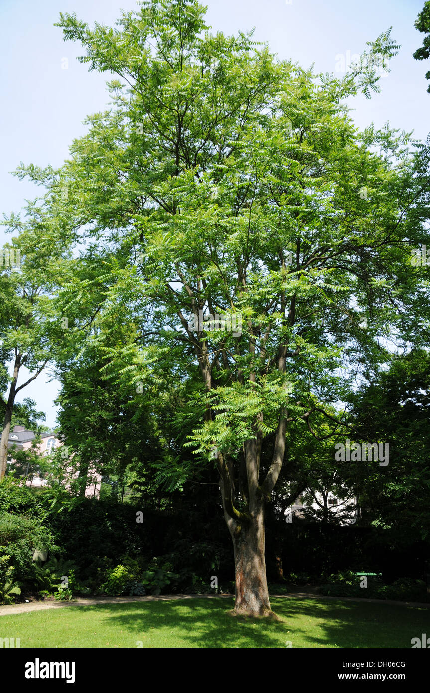 Tree of heaven hi-res stock photography and images - Alamy