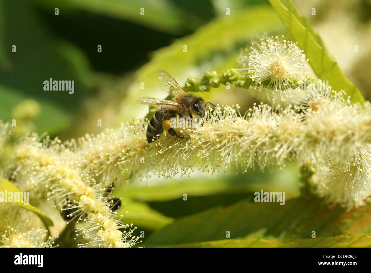Chestnut catkins hi-res stock photography and images - Alamy