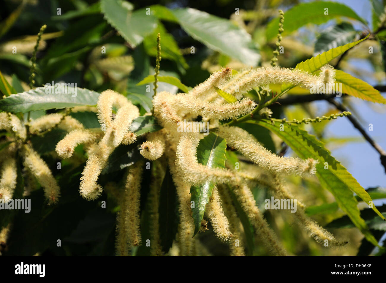 Sweet chestnut blossoms hi-res stock photography and images - Alamy