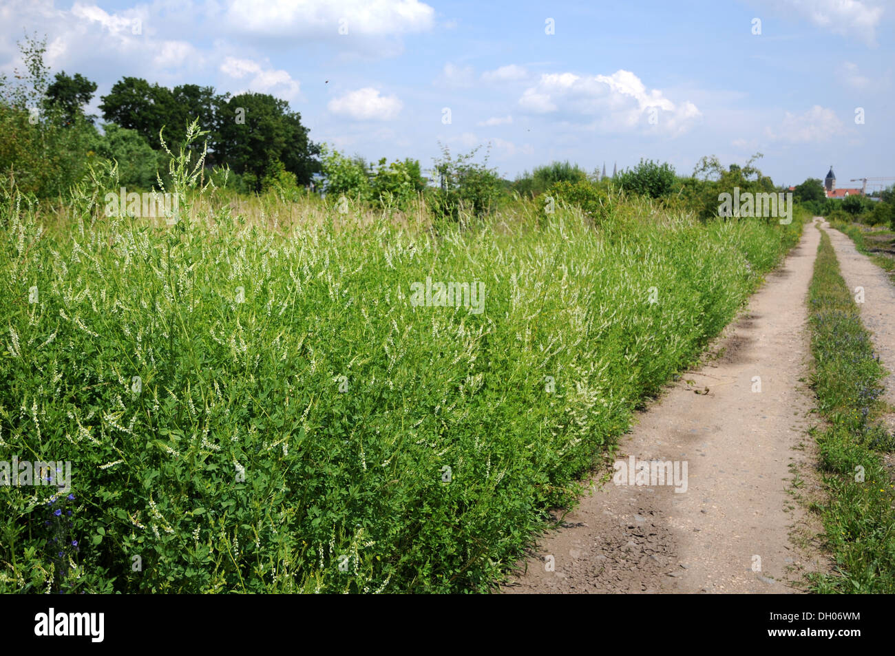 White Sweet Clover Stock Photo - Alamy