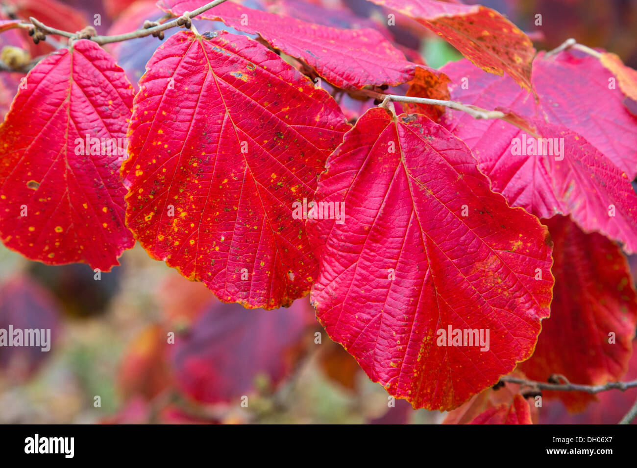 Witch hazel autumn foliage hamamelis hi-res stock photography and ...