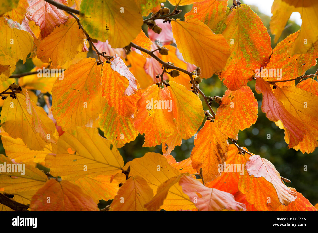 Witch hazel autumn foliage hamamelis hi-res stock photography and ...