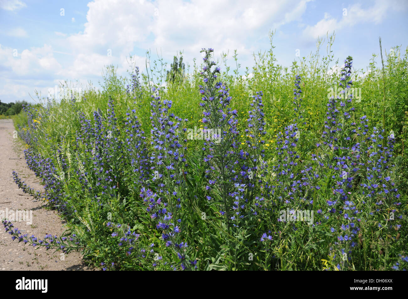 Vipers Bugloss Flower High Resolution Stock Photography and Images - Alamy