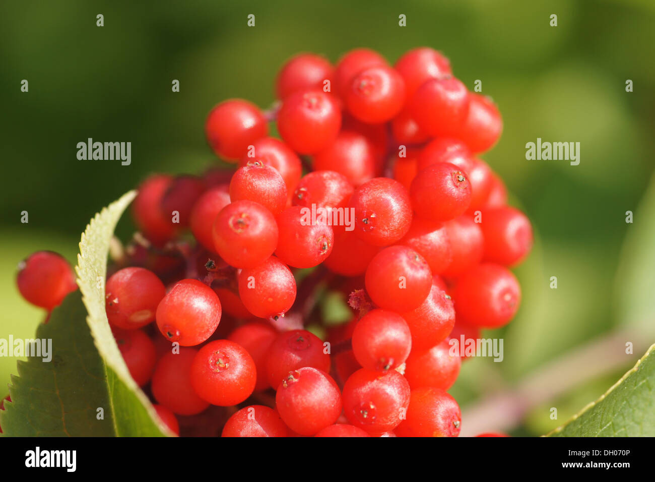 Roter holunder hi-res stock photography and images - Alamy