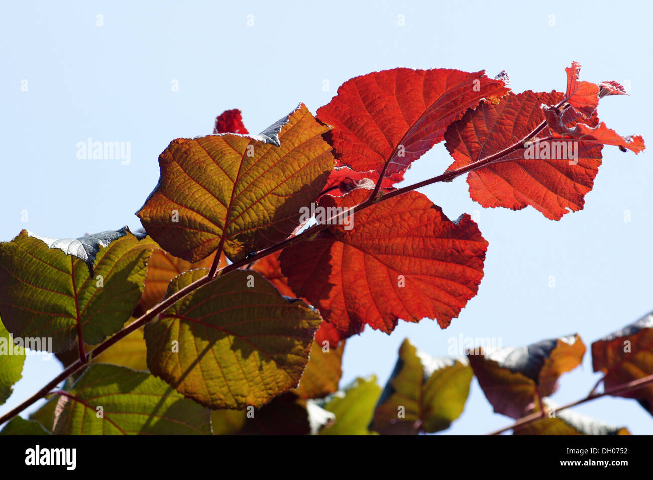 Redleaved plant hi-res stock photography and images - Alamy