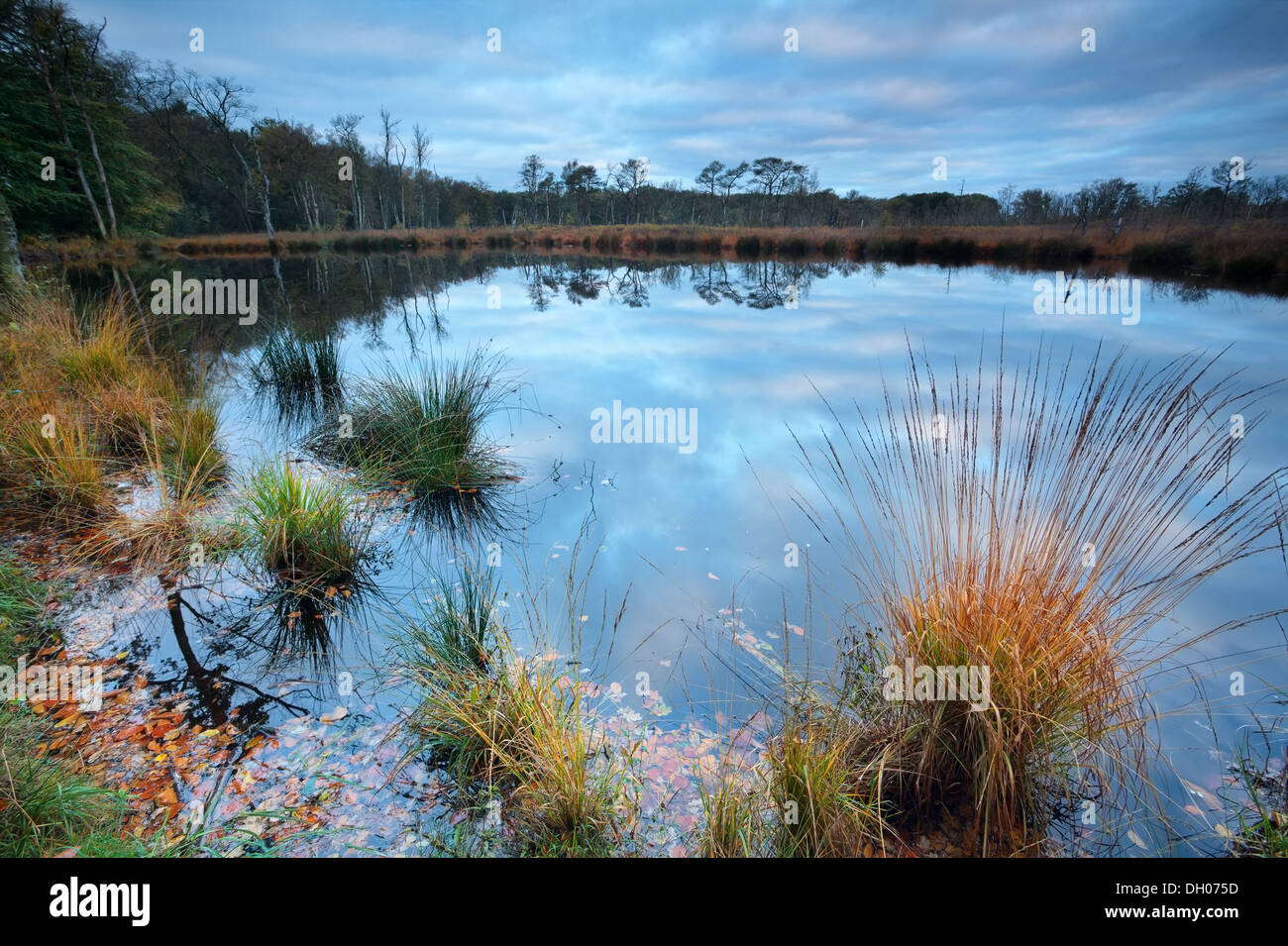 autumn on wild forest lake, Netherlands Stock Photo - Alamy