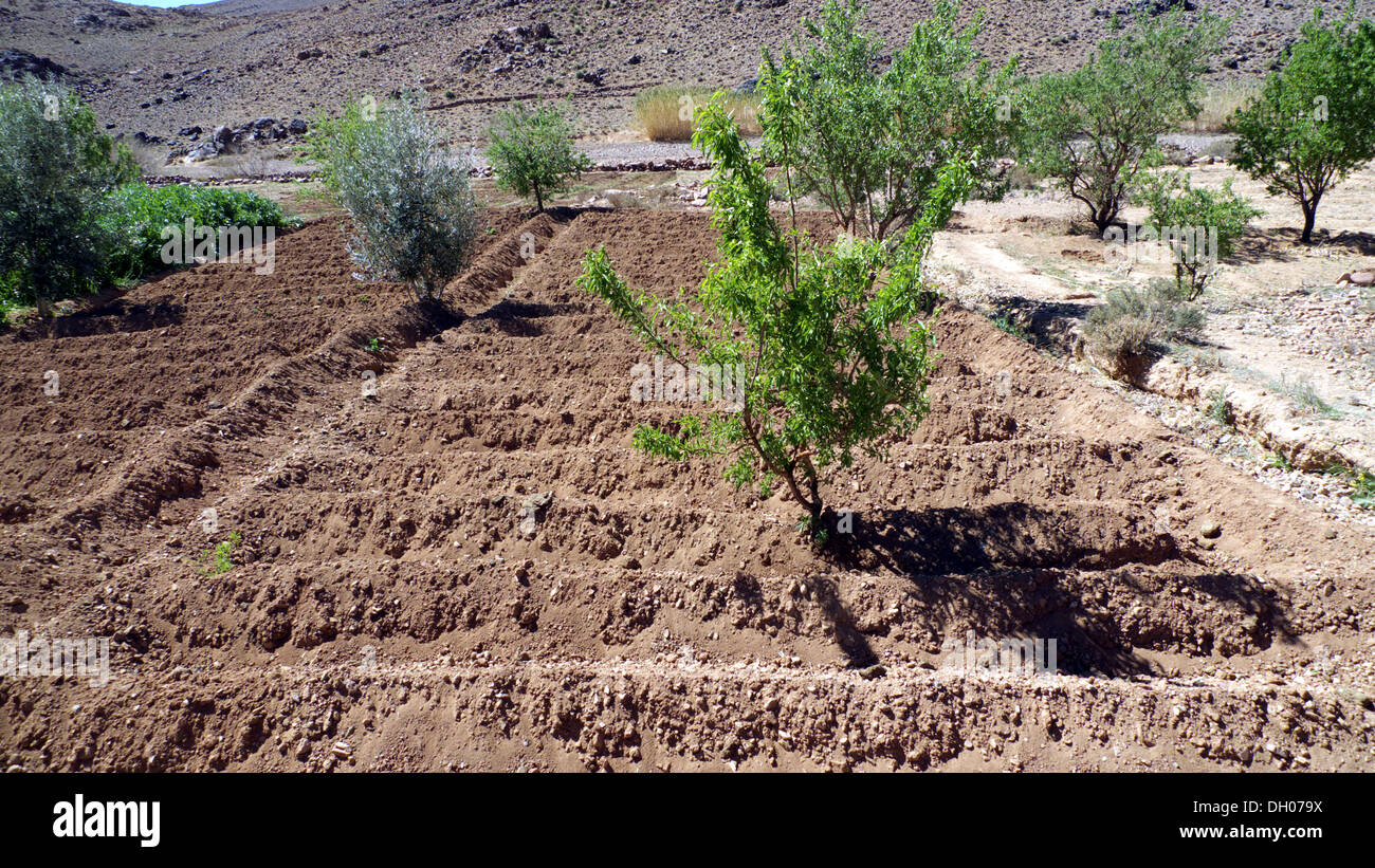 Sahara oasis irrigation hi-res stock photography and images - Alamy