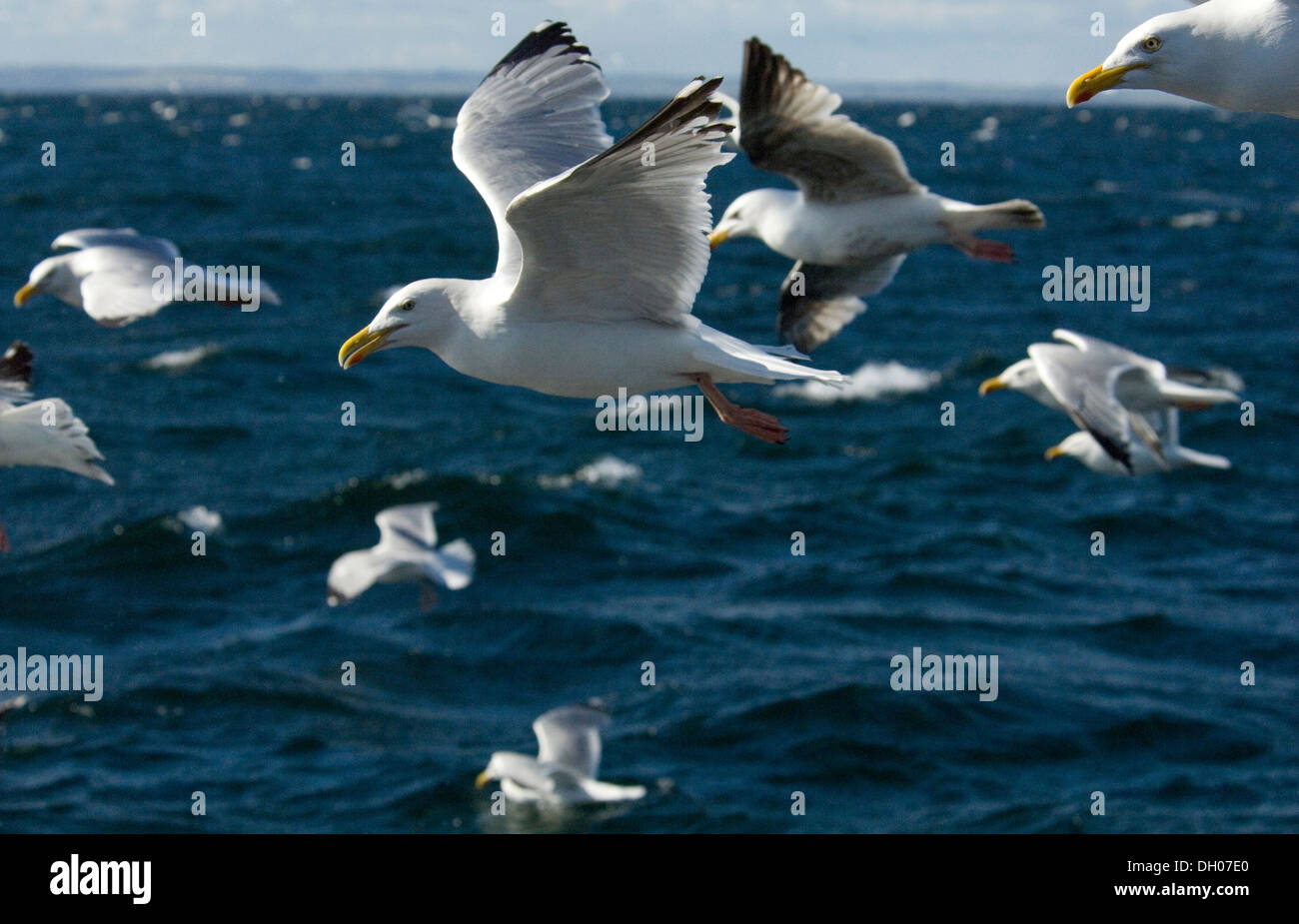 Gabbiano reale; Larus ridibundus; adulto; adult; Bass Rock; Edimborough ...